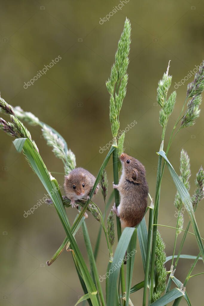 Dos ratones de cosecha en tallos de hierba jugando. Conjunto contra un ...