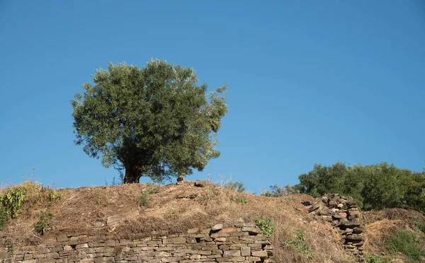 Single olive tree Stock Photos, Royalty Free Single olive tree Images ...