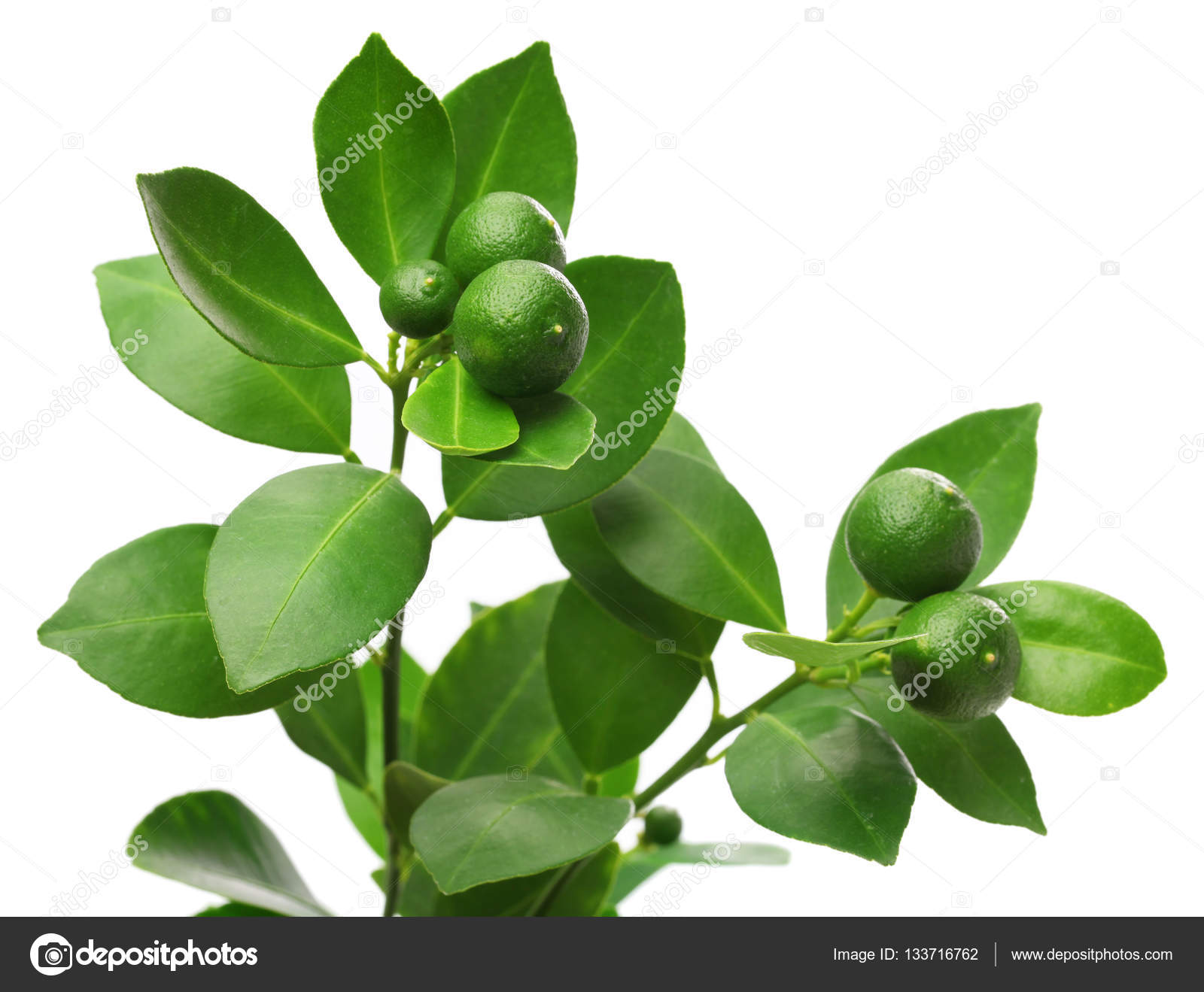 Calamansi Plant Clip Art