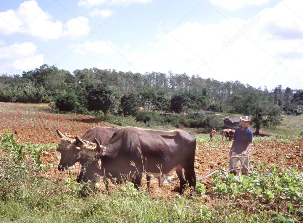Valle de Vinales, Cuba-Abril 04,2019: Campos de arado de agricultores ...