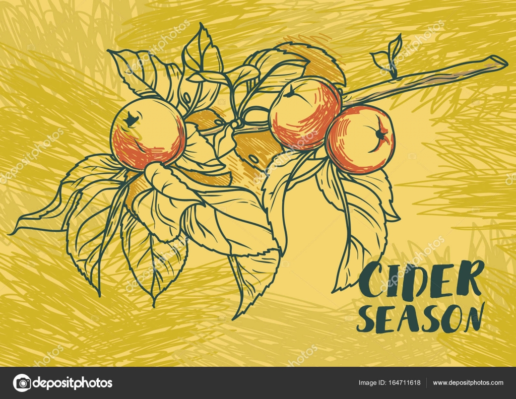 Poster for cider season with beautiful graphic branch of apple tree ...