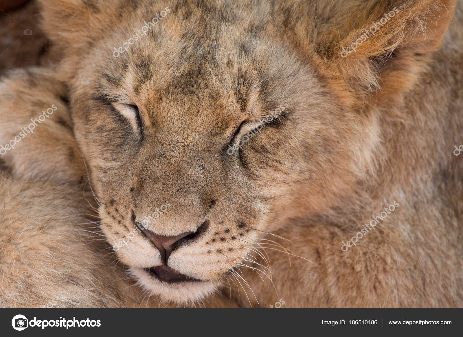 Lion Cubs Sleeping