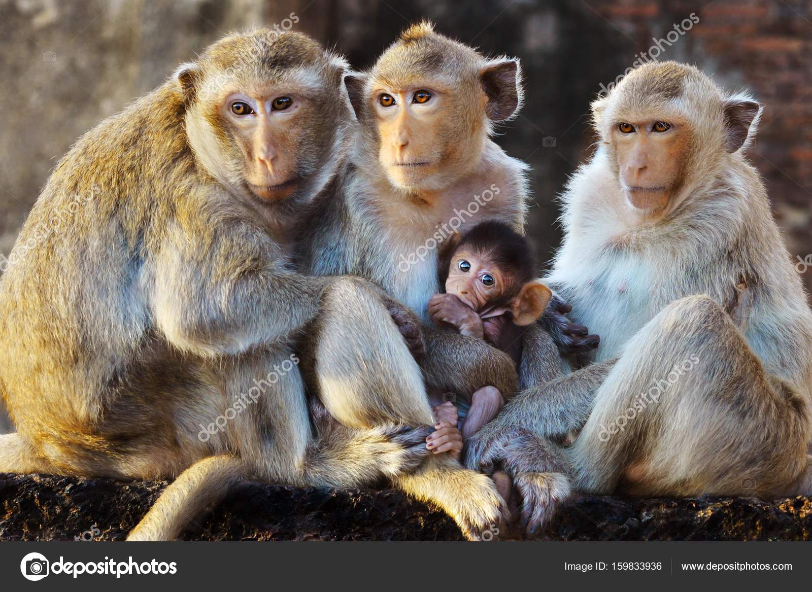 monkey family — Stock Photo © toryu_clashot #159833936