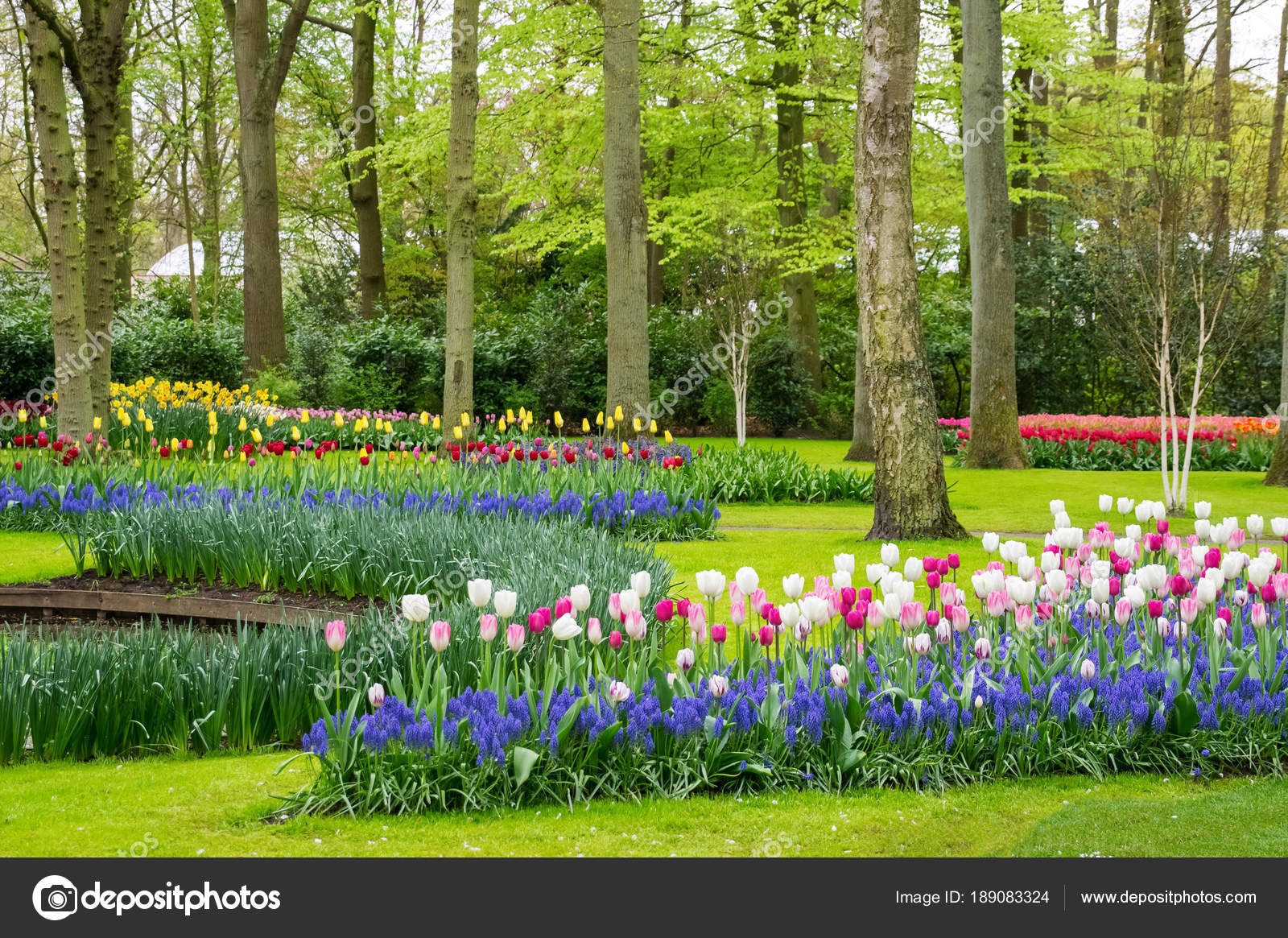 Beautiful Park In Spring