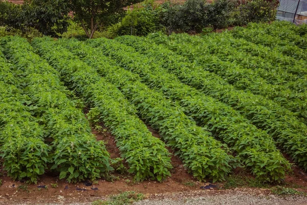 Hand farm Stock Photos, Royalty Free Hand farm Images | Depositphotos