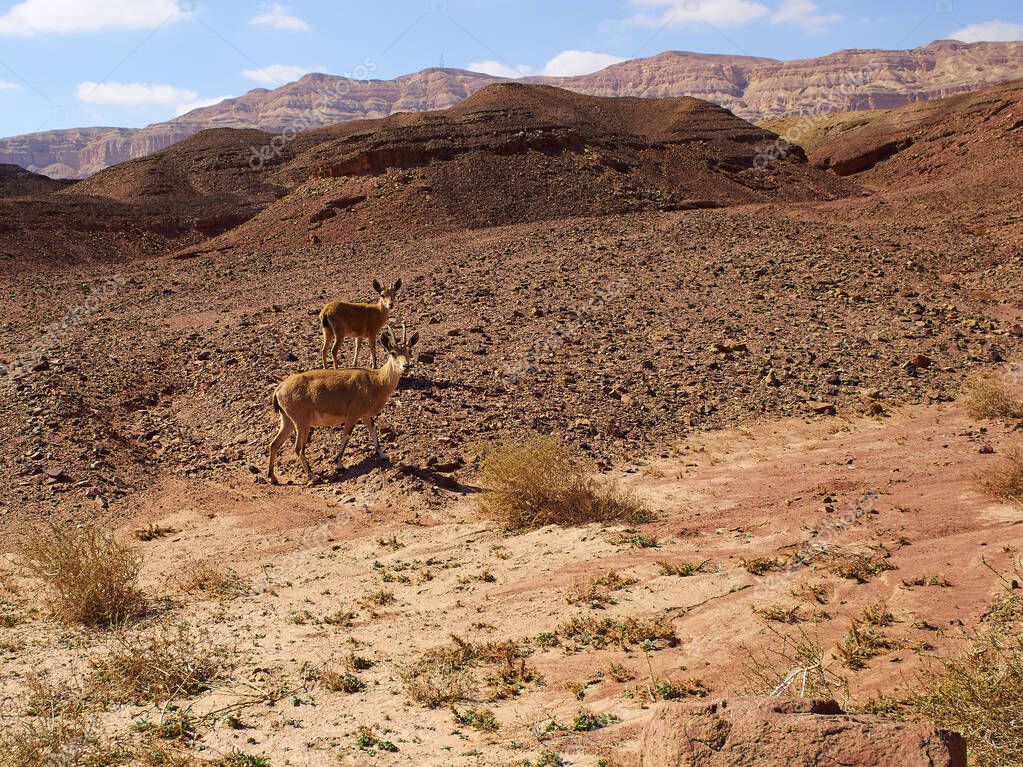 Dos jóvenes nubios íbice (Capra ibex nubia-na) mirando a la cámara ... Dos jóvenes nubios íbice (Capra ibex nubia-na) mirando a la cámara ...