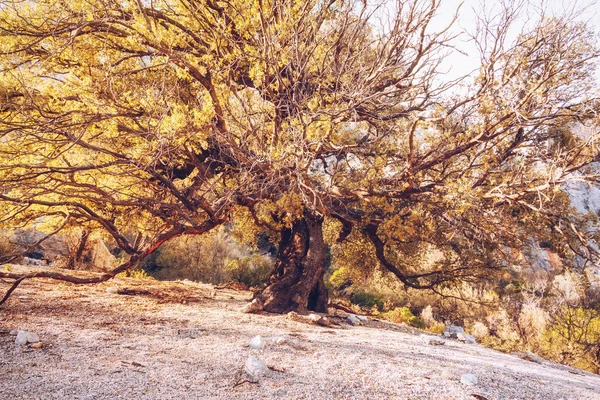 Old tree in the path to Gola su Gorroppu - Sardinia - Stock Image ...