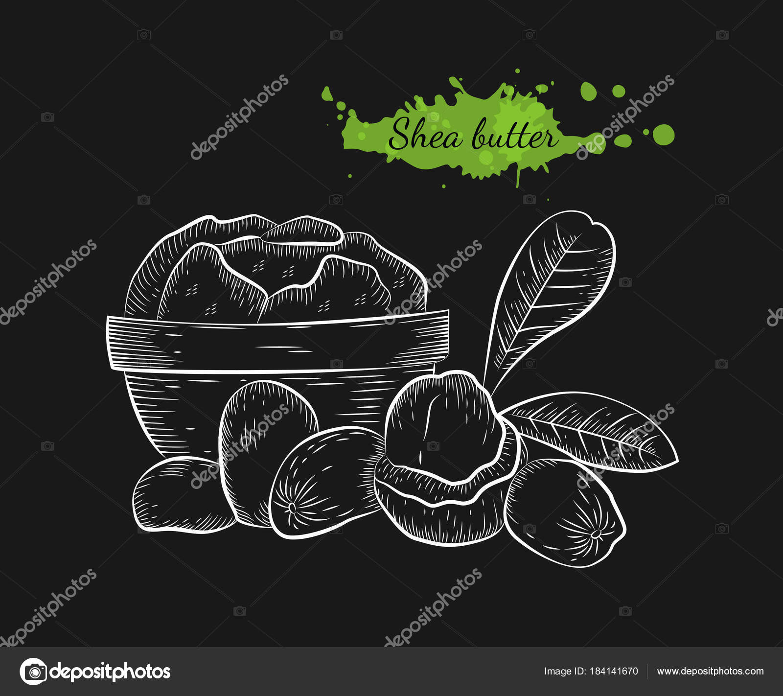Vector hand drawn shea butter Stock Vector Image by ©tiny_selena #184141670
