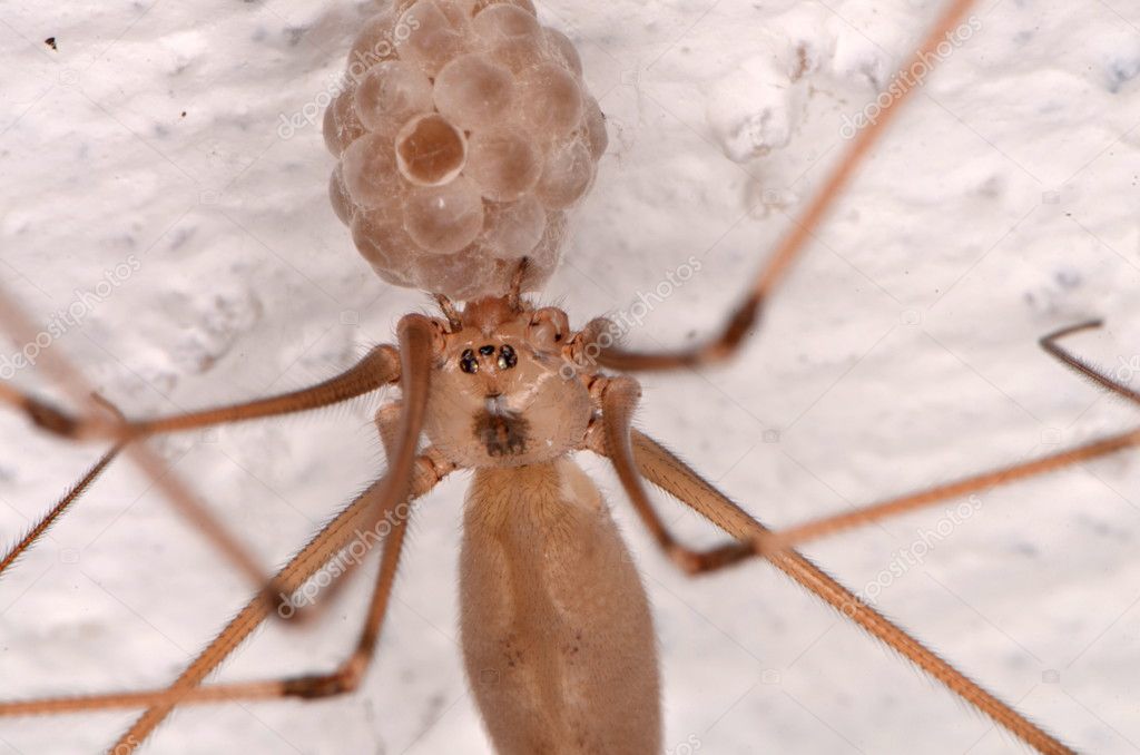 Cellar Spider