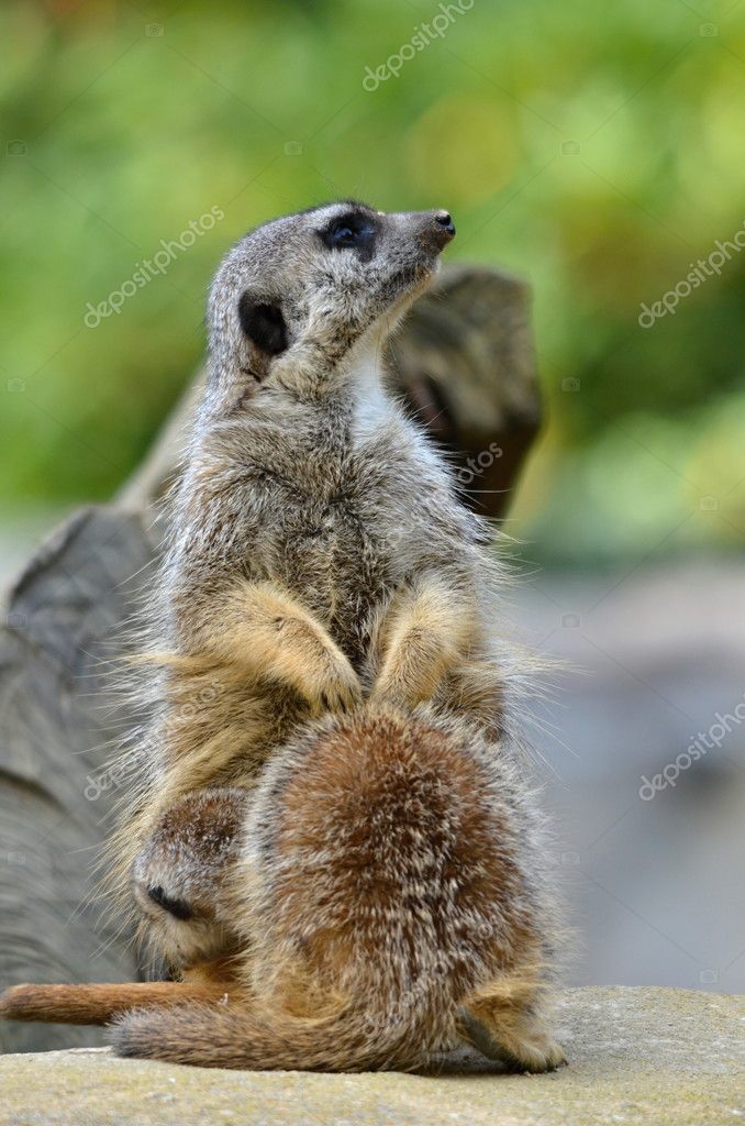 Surikata (Suricata suricatta) — Stock Photo © turtleman #127049814