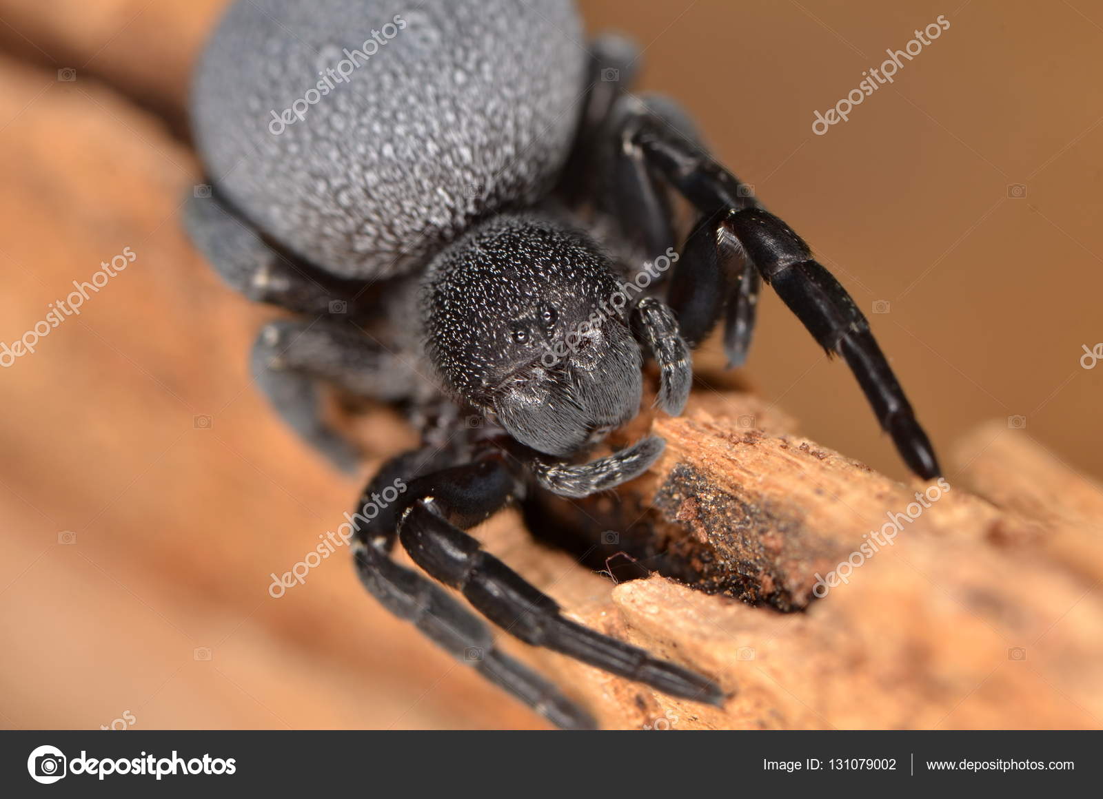 Ladybird spider - Eresus walckenaeri — Stock Photo © turtleman #131079002