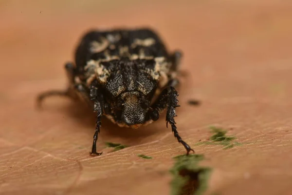 Femme prisonnier Stock Photos, Royalty Free Femme prisonnier Images ...