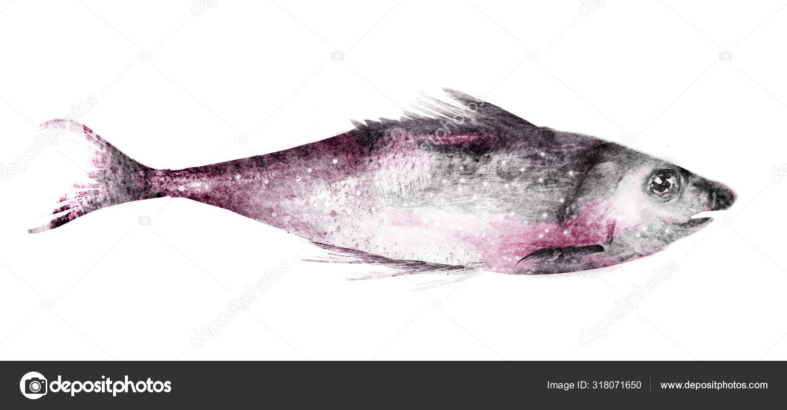 Watercolor Fish White Background Stock Photo by ©sun_tiger 318071650
