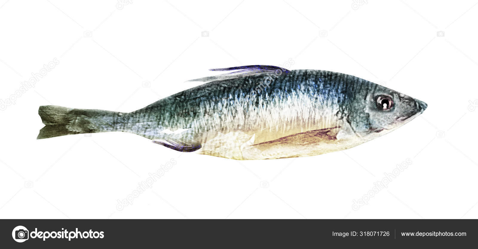 Watercolor Fish White Background Stock Photo by ©sun_tiger 318071726