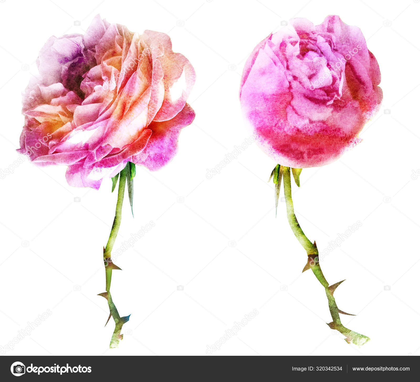 Watercolor flowers , isolated on white background Stock Photo by ©sun ...