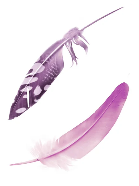 2,000,000+ imágenes de Pakdi oxblood e jism itchgs peacock otsgch ich ...