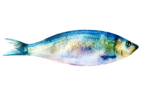 Fish watercolor Stock Photos, Royalty Free Fish watercolor Images ...