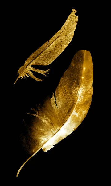 Plumosa áurea Stock Photos, Royalty Free Plumosa áurea Images ...