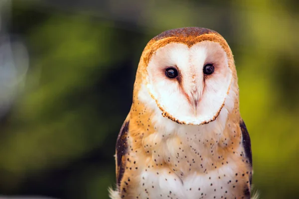 Cropped View Cute Wild Barn Owl Head Dark Background — Stock Photo ...
