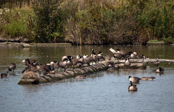 Canada goose migration Stock Photos, Royalty Free Canada goose ...