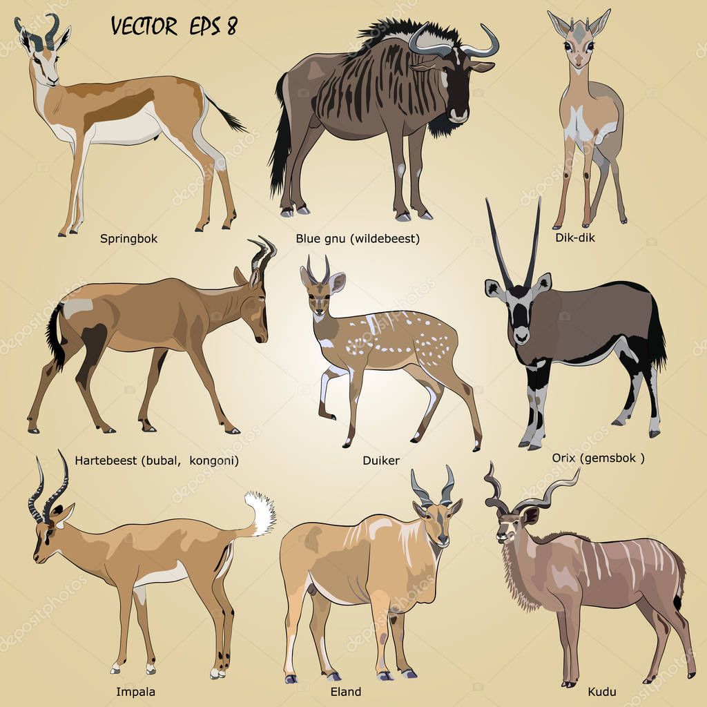 A set of realistic African antelope - oryx, eland, hartebeest, dik-dik ...