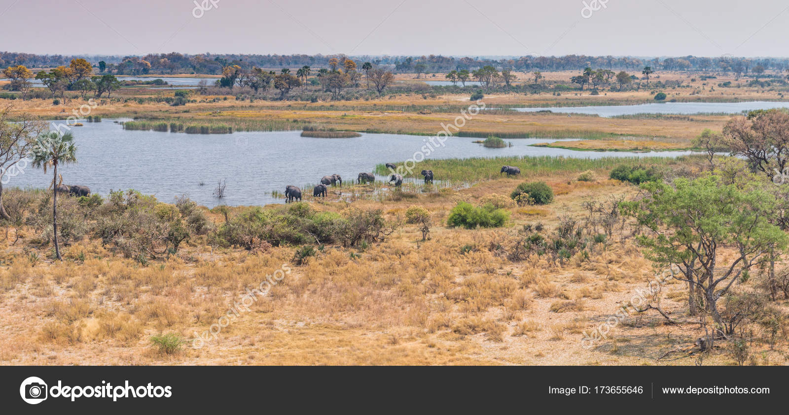 Okavango Delta with elephants — Stock Photo © HandmadePicture #173655646