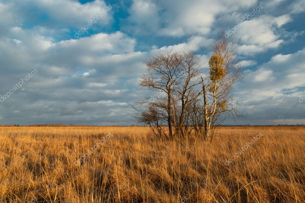 Hierbas altas, árboles sin hojas y nubes blancas en el cielo 2022