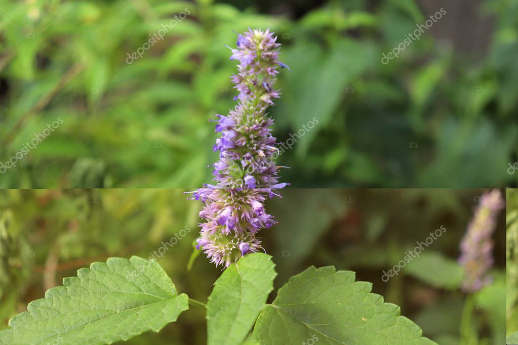 Agastache rugosa es una planta medicinal y ornamental. Comúnmente ...