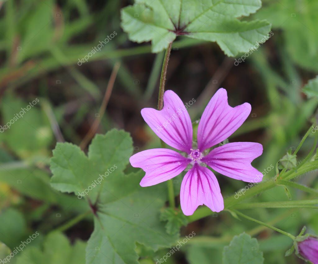 Malva sylvestris, conocida como malva común, es una planta con flores ...
