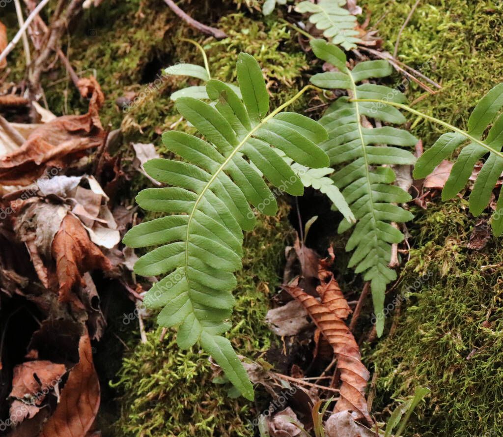 Polypodium vulgare crece en roca sólida en el bosque, la polipodia ...