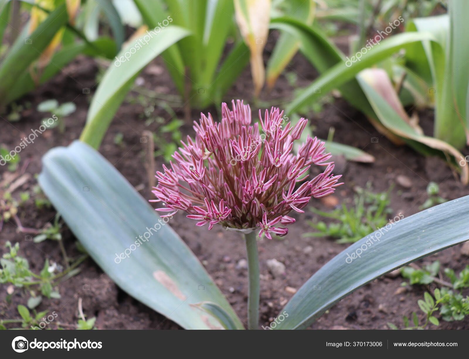 Allium nevskianum is a low-growing and rarely grown allium, bearing ...