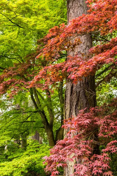 Japanese Maple tree in Portlands Crystal Springs Rhododendron G - Stock ...