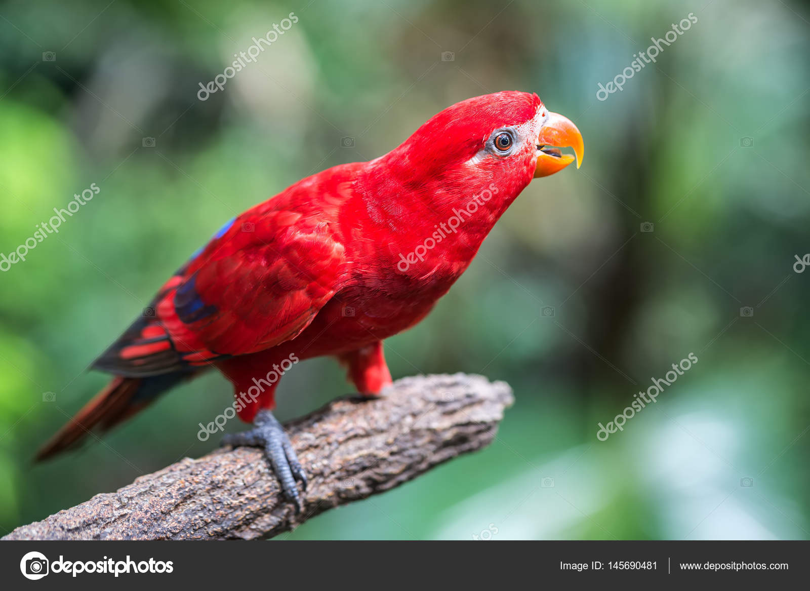 Parrot on tree branch Stock Photo by ©bezikus 145690481