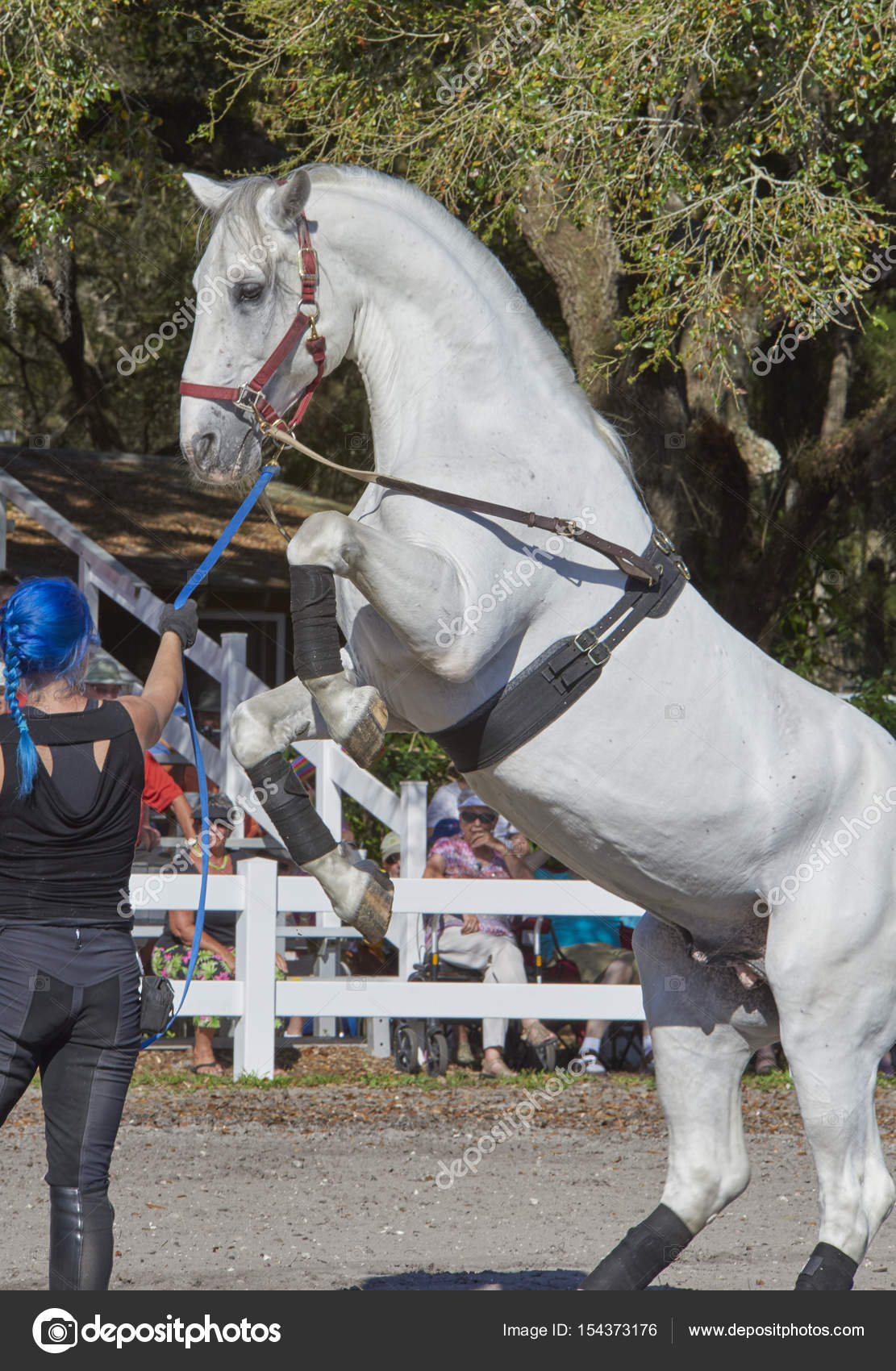 Lipizzaner Horses Jumping