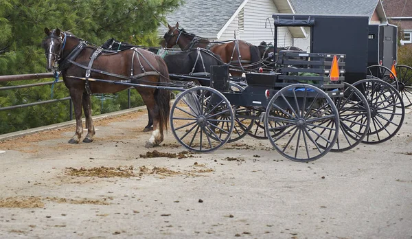 Picture of an amish horse and buggy with a maga 2024 sign on the side ...