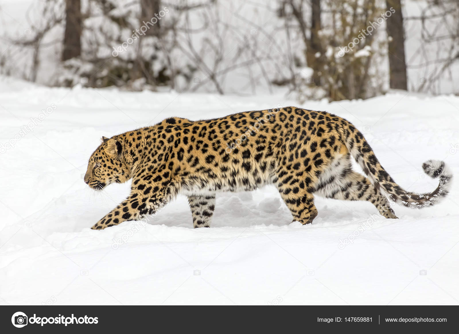 Amur Leopard In The Snow Stock Photo by ©actionsports 147659881 Amur Leopard In The Snow Stock Photo by ©actionsports 147659881