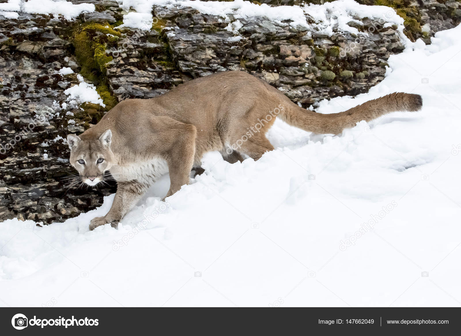 Snow Mountain Lion