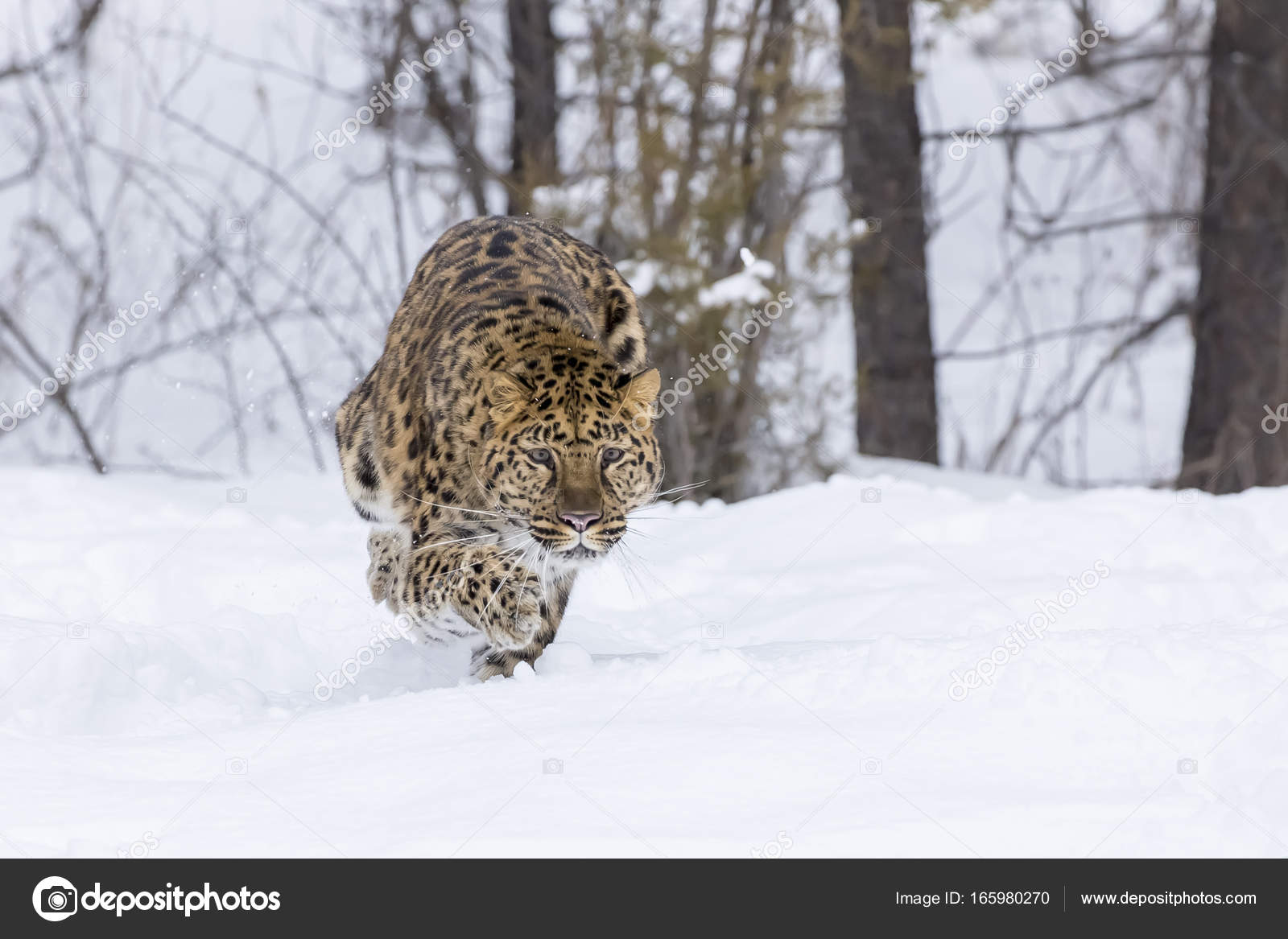 Amur Leopard In The Snow Stock Photo by ©actionsports 165980270