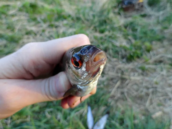 Baby bass Stock Photos, Royalty Free Baby bass Images | Depositphotos