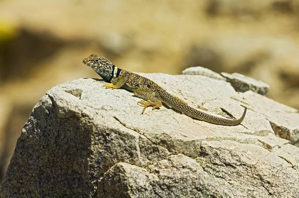 Mojave collared lizard Stock Photos, Royalty Free Mojave collared ...