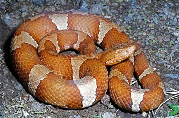 Copperhead snake Stock Photos, Royalty Free Copperhead snake Images ...