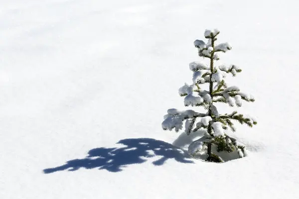 Snow tree frame Stock Photos, Royalty Free Snow tree frame Images ...