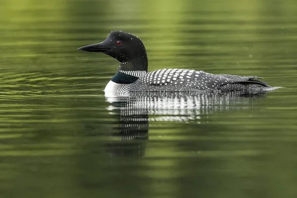 Ontario loon Stock Photos, Royalty Free Ontario loon Images | Depositphotos