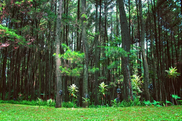 Mau forest Stock Photos, Royalty Free Mau forest Images | Depositphotos