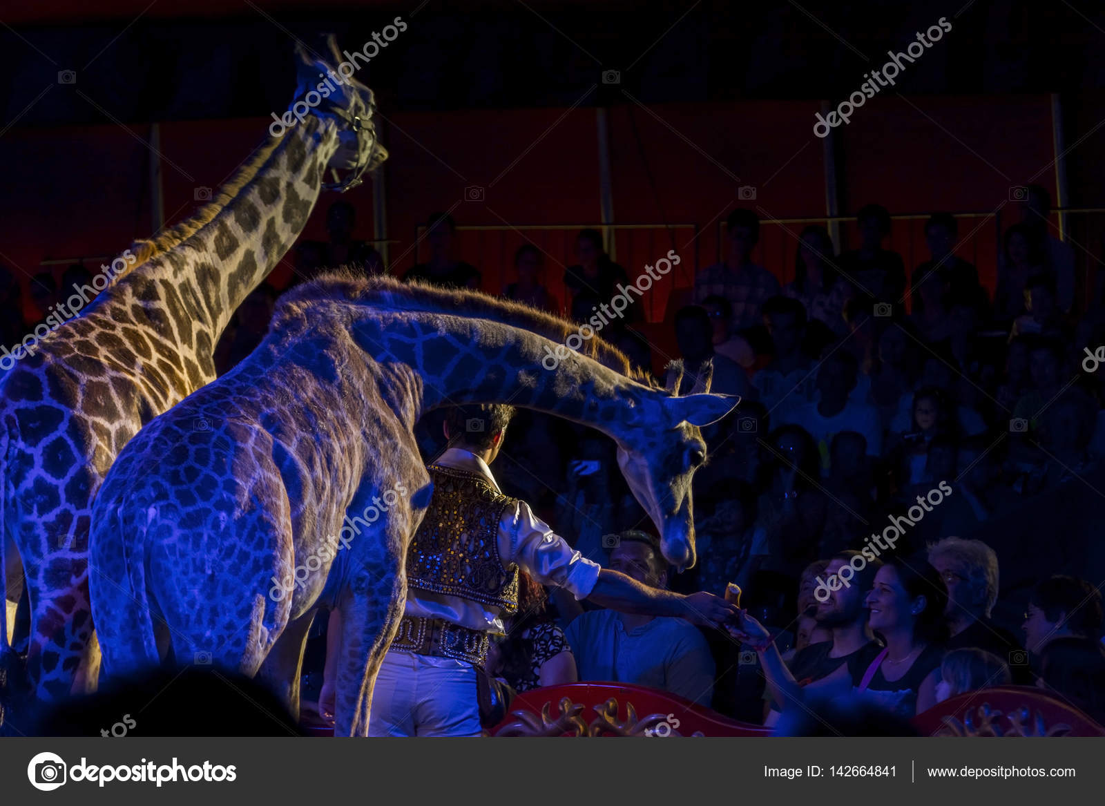 Giraffen im Zirkus — Redaktionelles Stockfoto © belizar #142664841