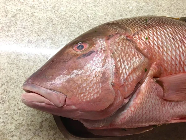 Hog fish Stock Photos, Royalty Free Hog fish Images | Depositphotos