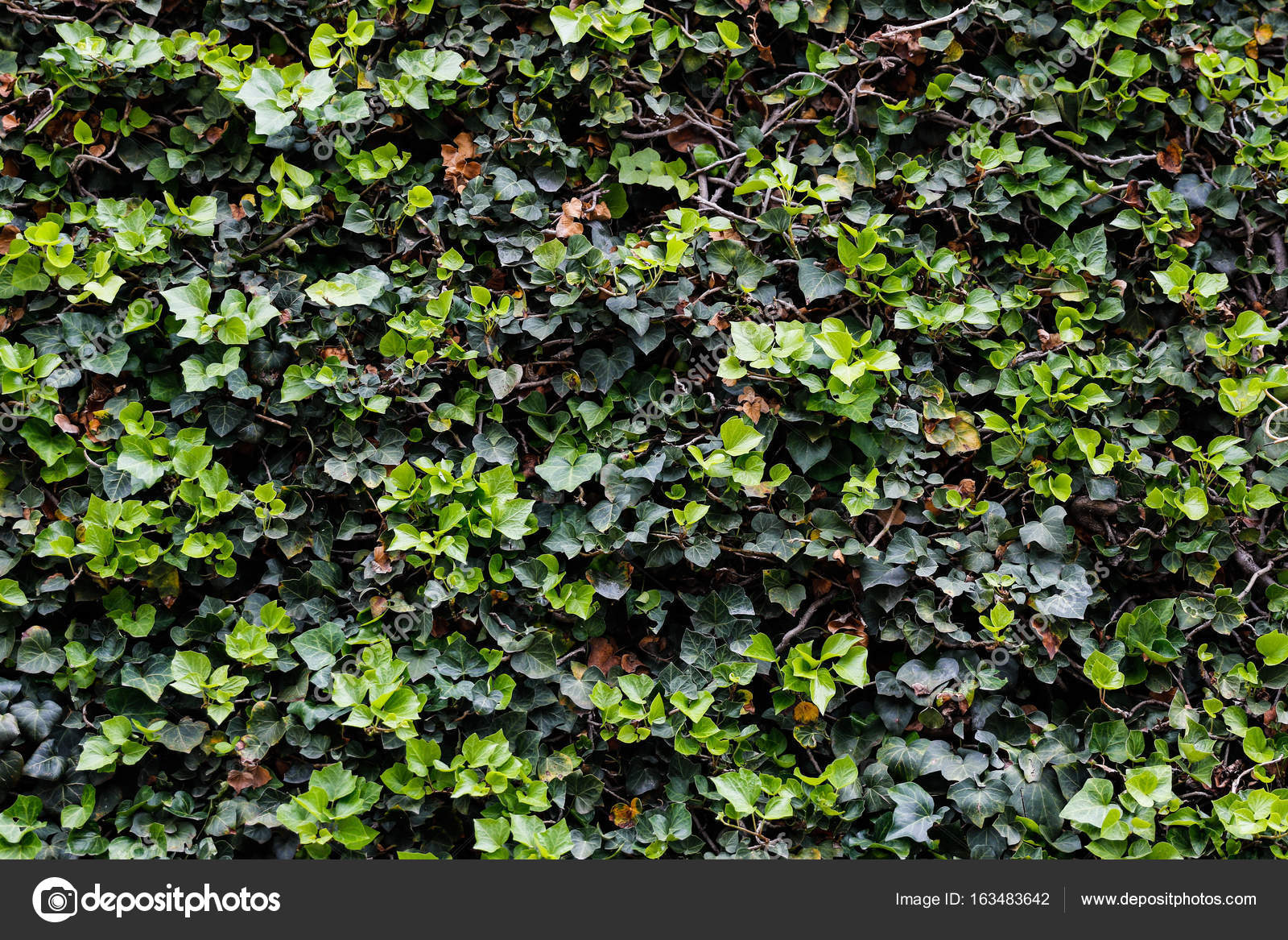 Green ivy wall texture — Stock Photo © Hochmann #163483642