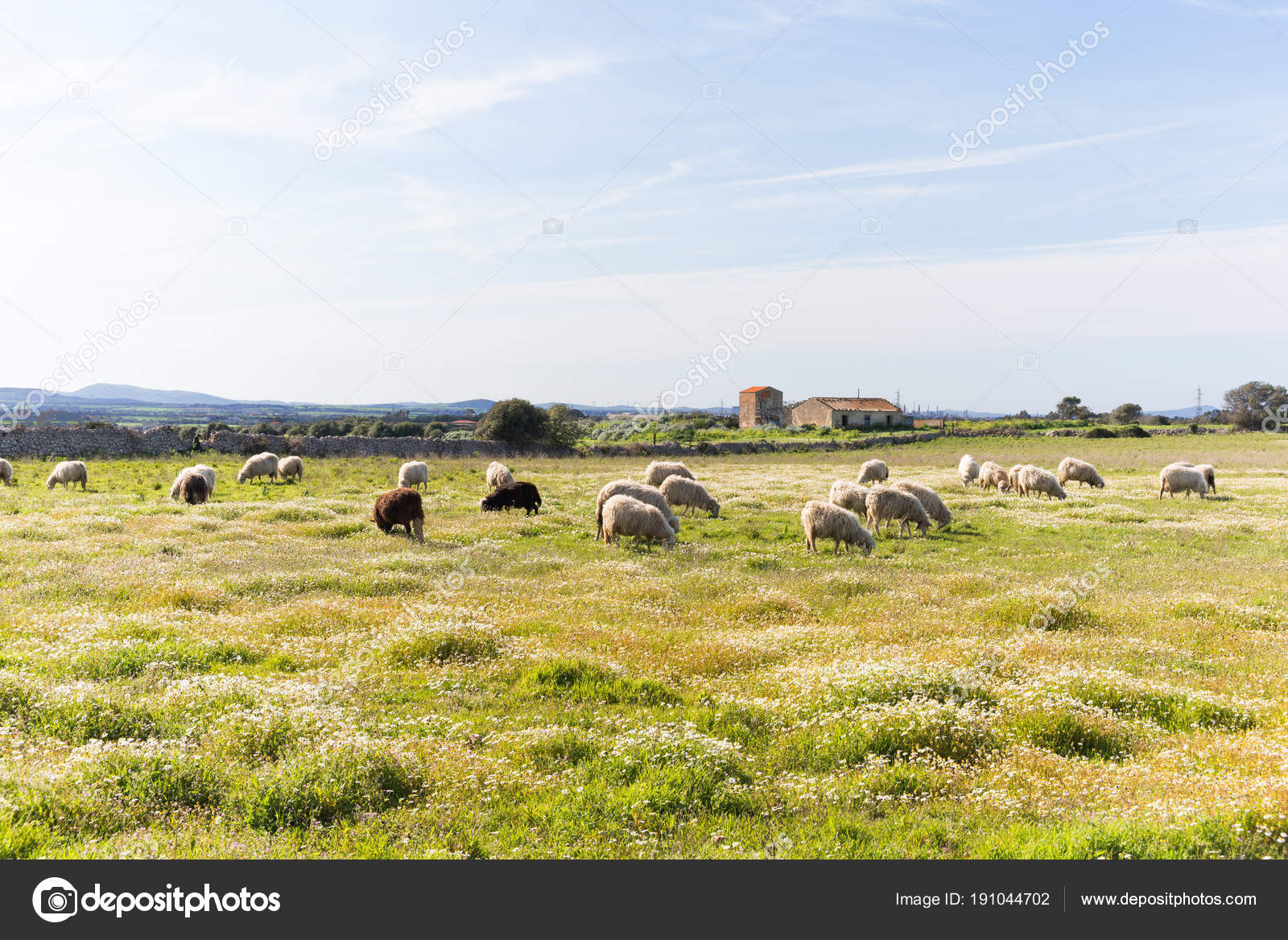 Sardinia Flock Sheep Stock Photo by ©marmo81 191044702 Sardinia Flock Sheep Stock Photo by ©marmo81 191044702