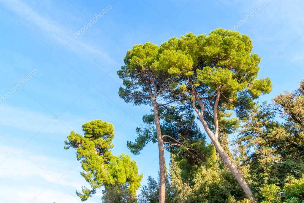 Pinus pinea, también conocido como el pino de piedra italiano, pino ...