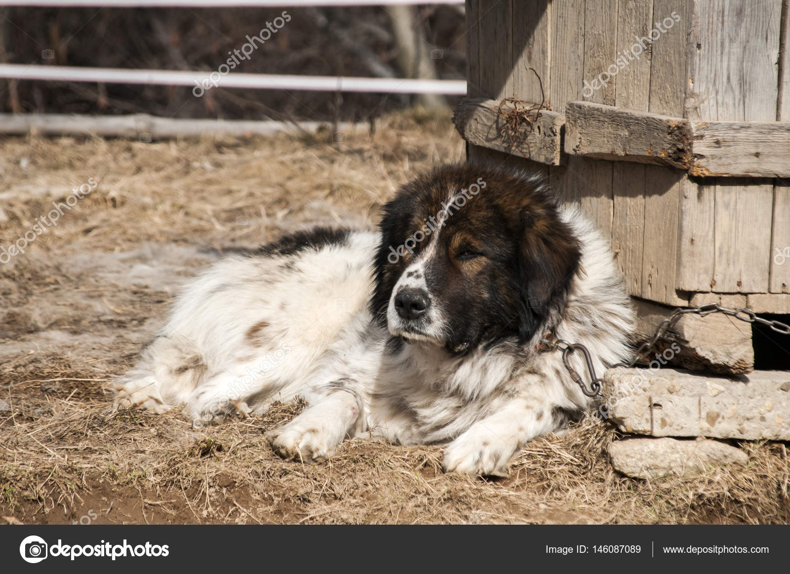 At What Age Is A Karakachan Dog Full Grown